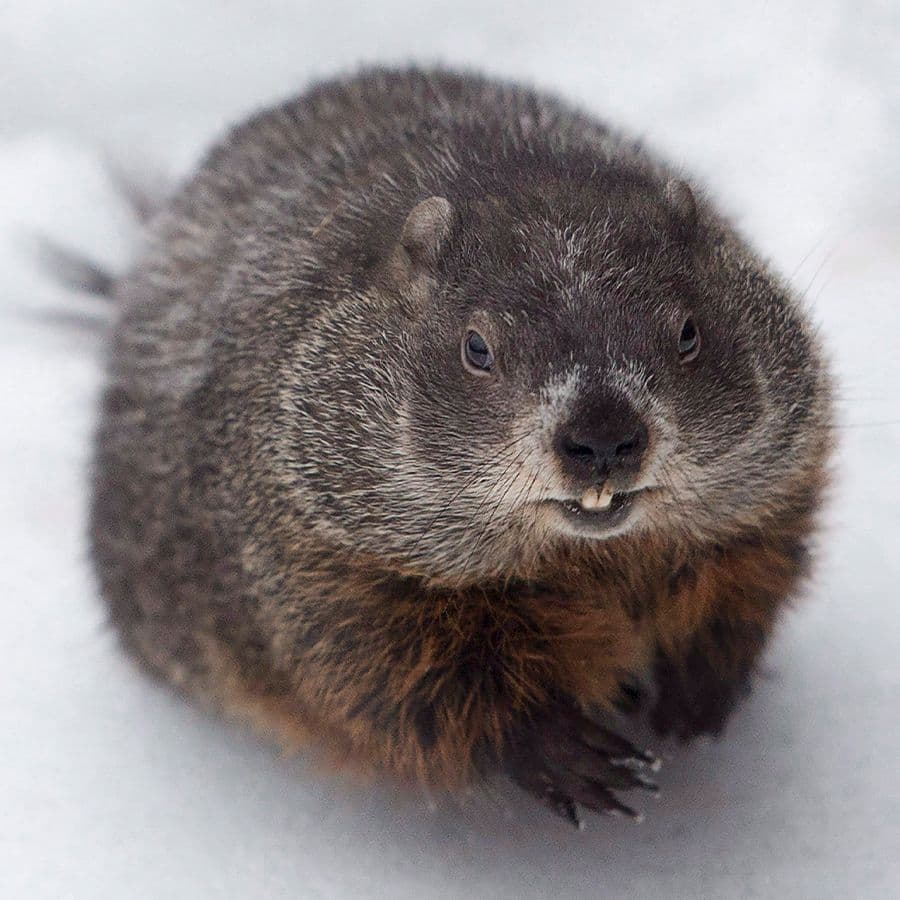 Groundhog Day: A Short History of Notable Canadian Groundhogs (and a ...
